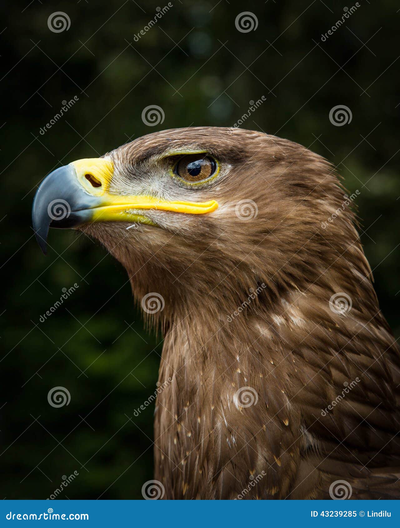Steppe Eagle stock image. Image of falconry, wild, wildlife - 43239285