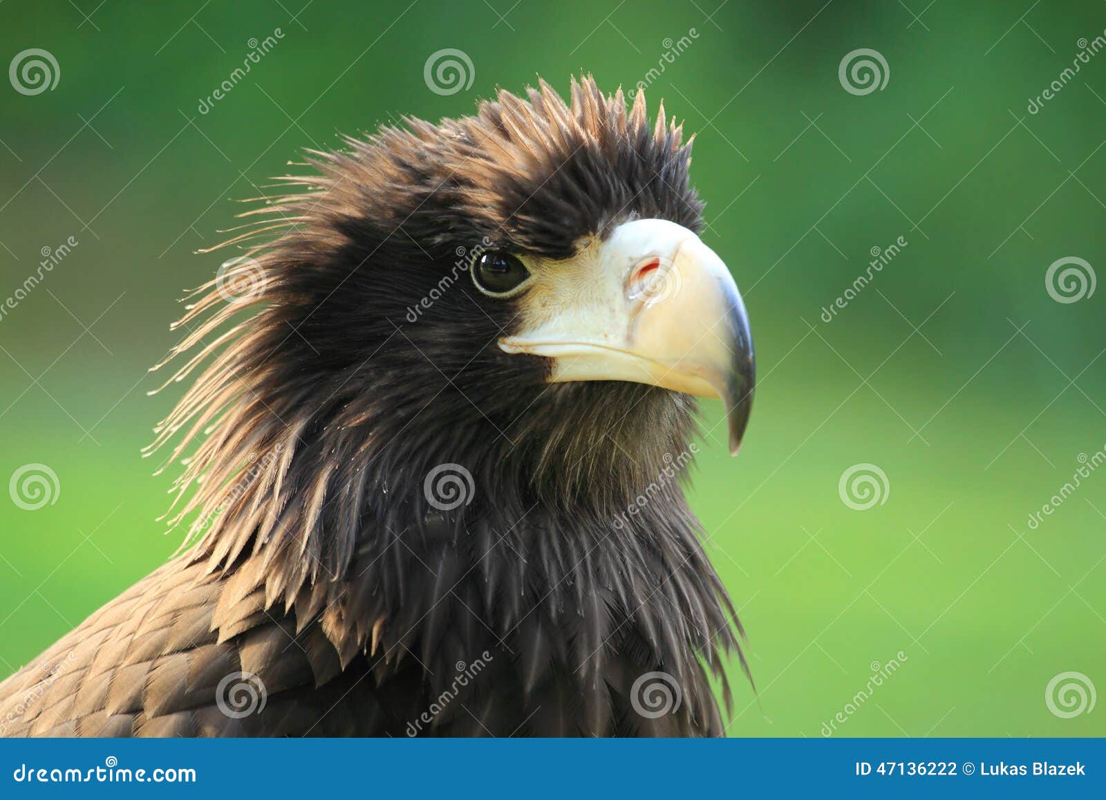 Steppe eagle stock photo. Image of animal, eagle, adult - 47136222