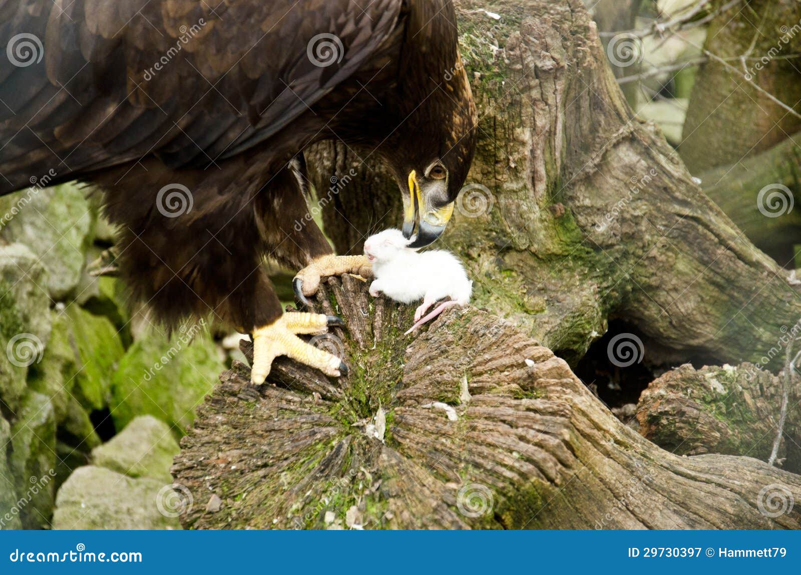Aquila Nipalensis - Steppe Eagle Stock Image - Image of falcon, hunter ...