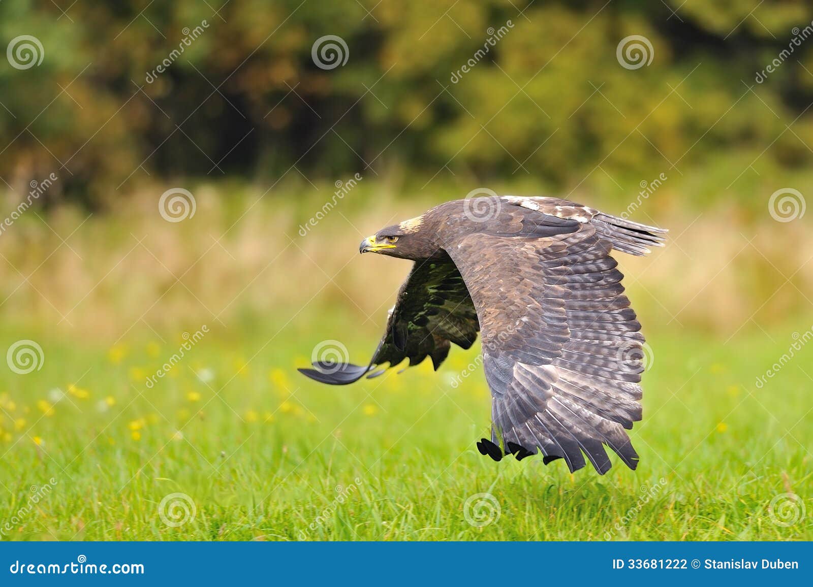 Steppe Eagle Flying Above the Ground Stock Photo - Image of feather ...