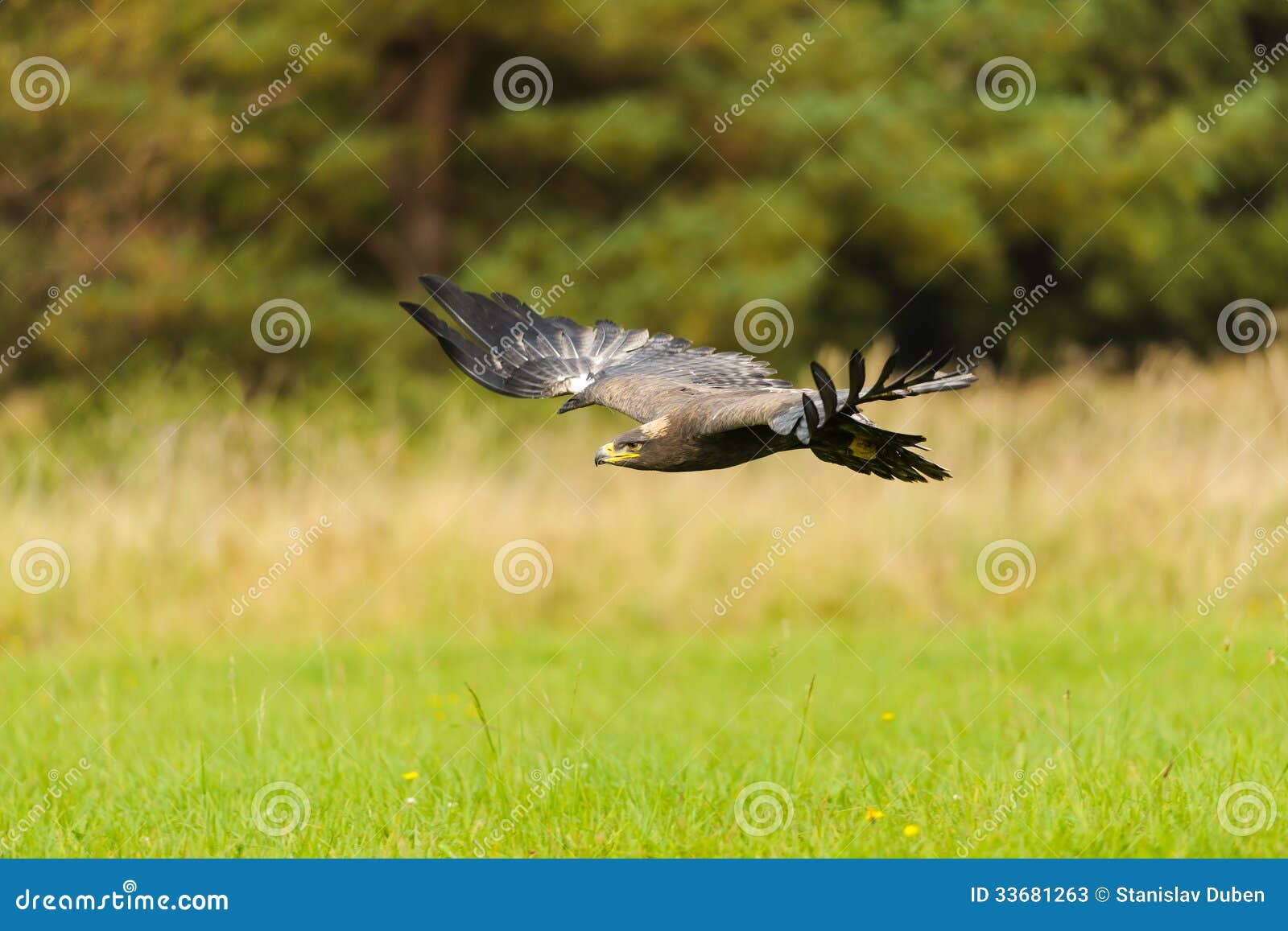 Steppe Eagle Flying Above the Ground Stock Image - Image of autumn ...