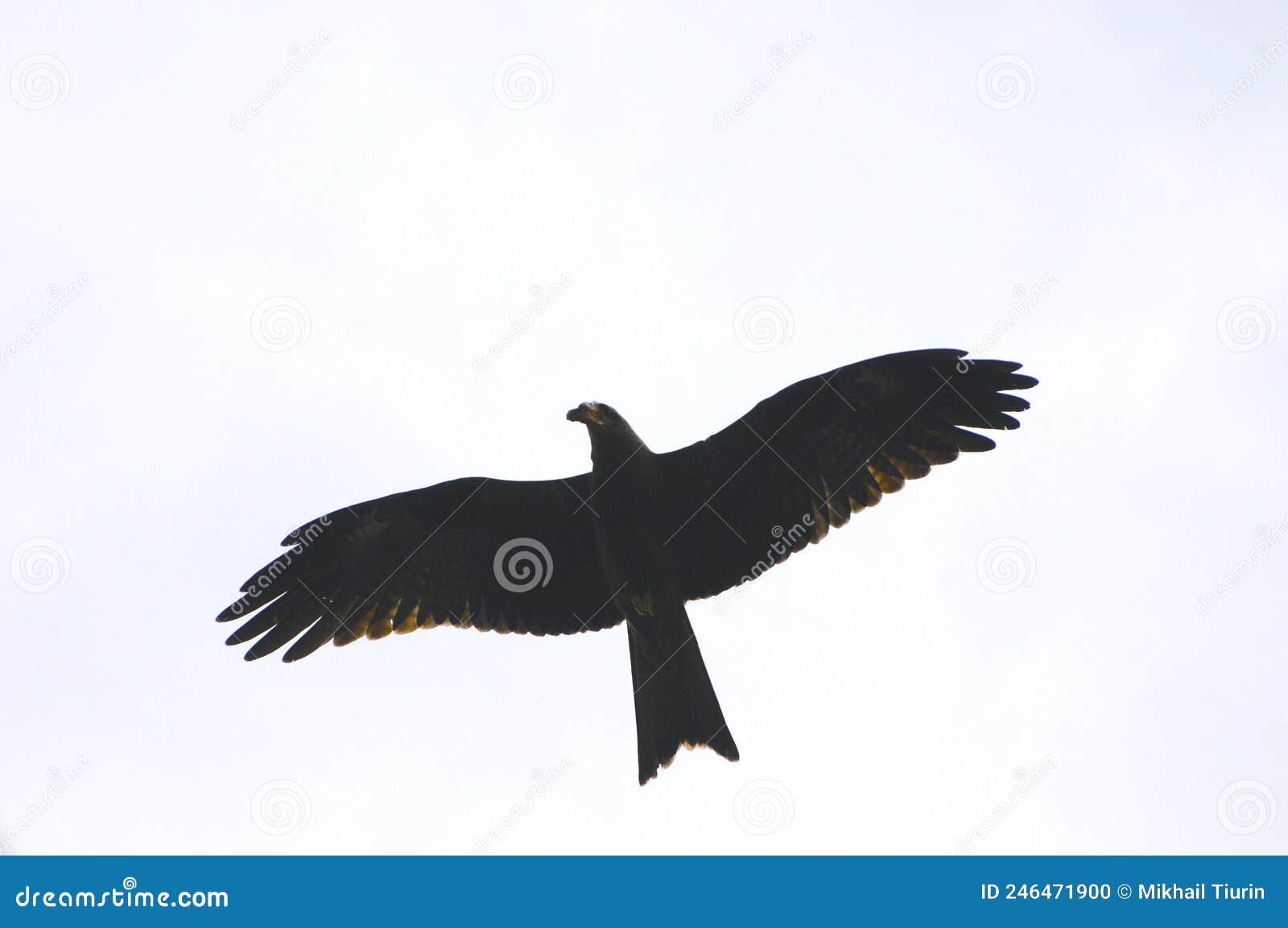 Himalayan Steppe Terrace Farming Uttaranchal India Royalty-Free Stock ...