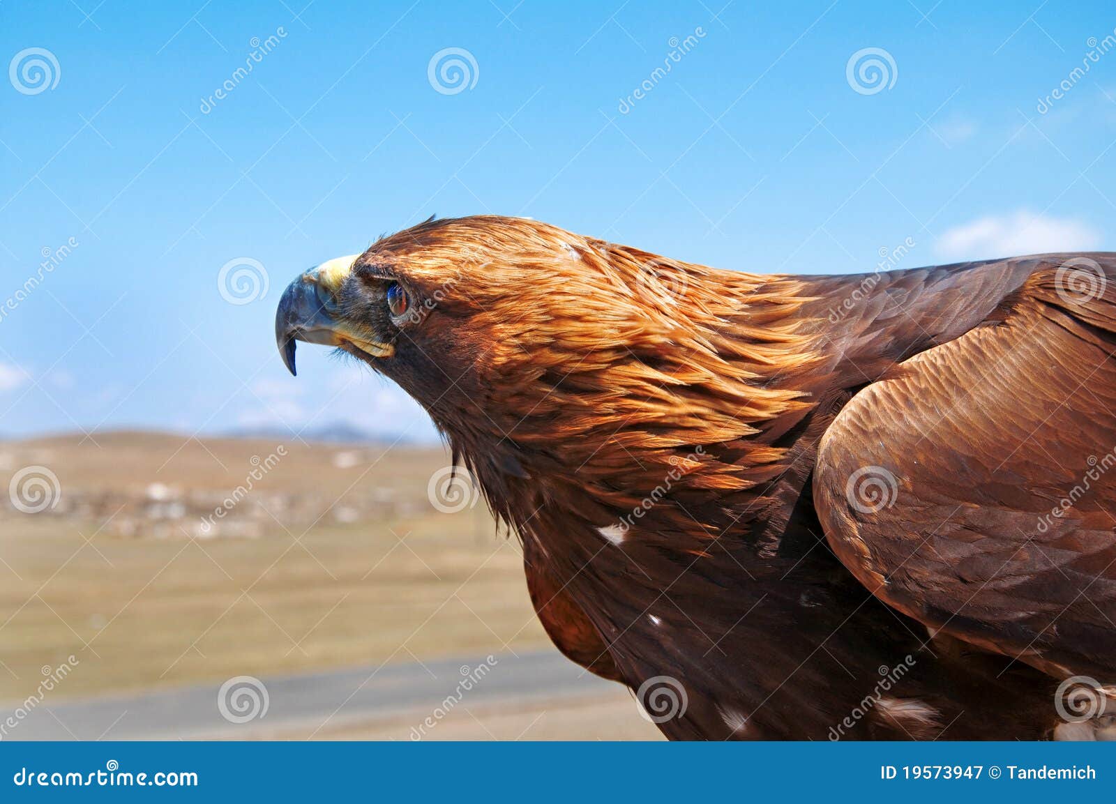 Steppe Eagle head stock image. Image of closeup, nature - 19573947