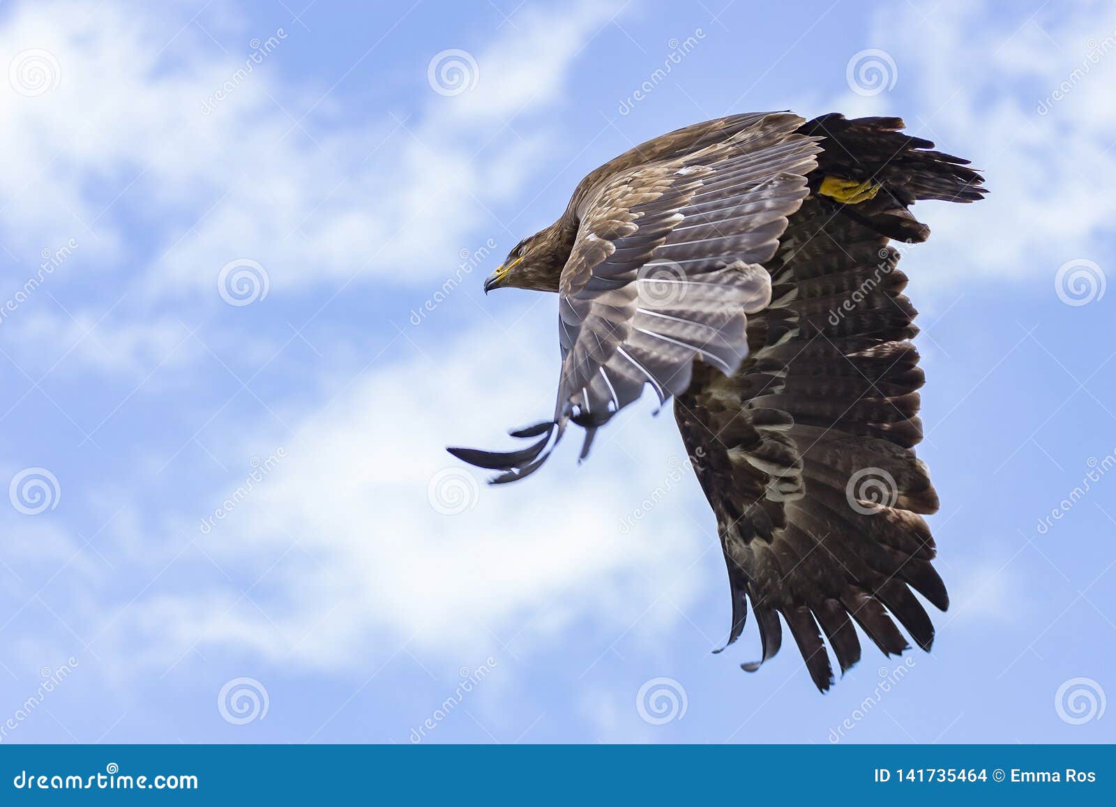 A Steppe Eagle with Its Mighty Wings in Full Flight Stock Photo - Image ...