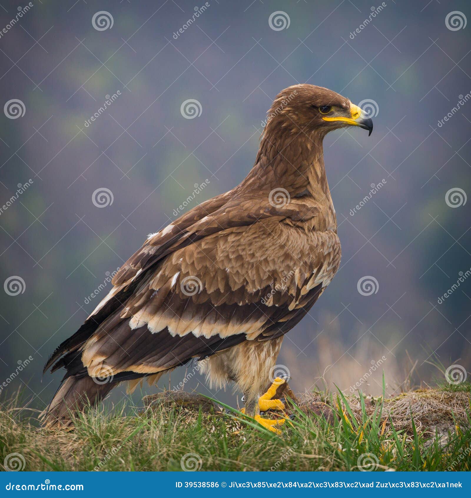 Steppe eagle stock photo. Image of grass, falcon, symbol - 39538586