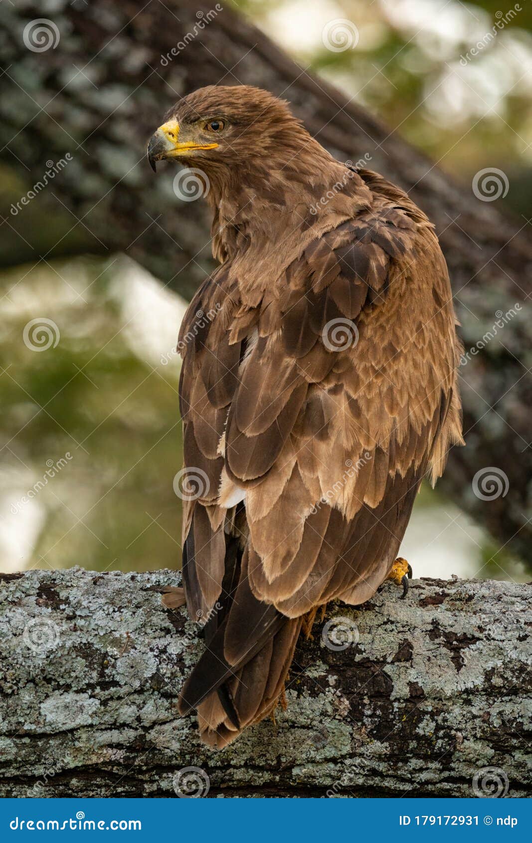 Steppe Eagle Perched on Branch Looking Back Stock Image - Image of ...