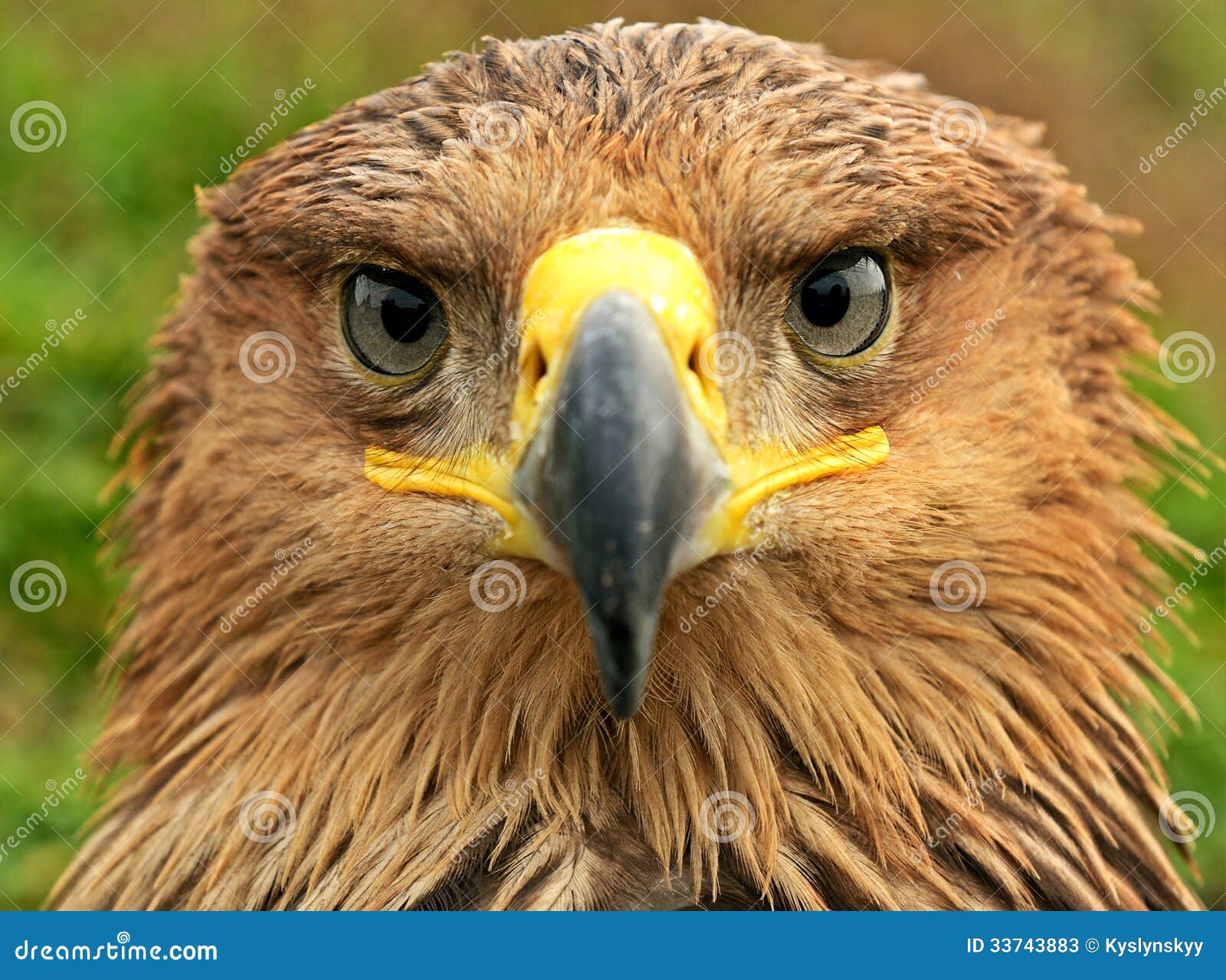Steppe eagle stock image. Image of themes, steppe, timid - 33743883