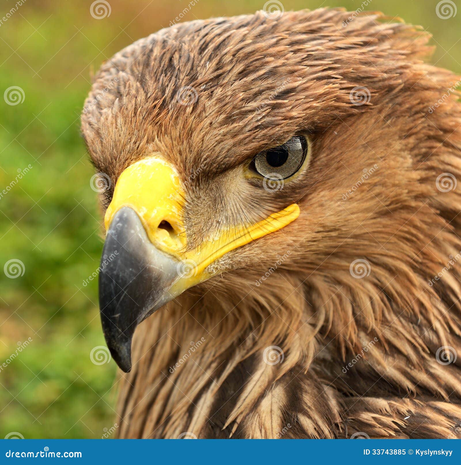 Steppe eagle stock image. Image of birds, wildlife, habitat - 33743885