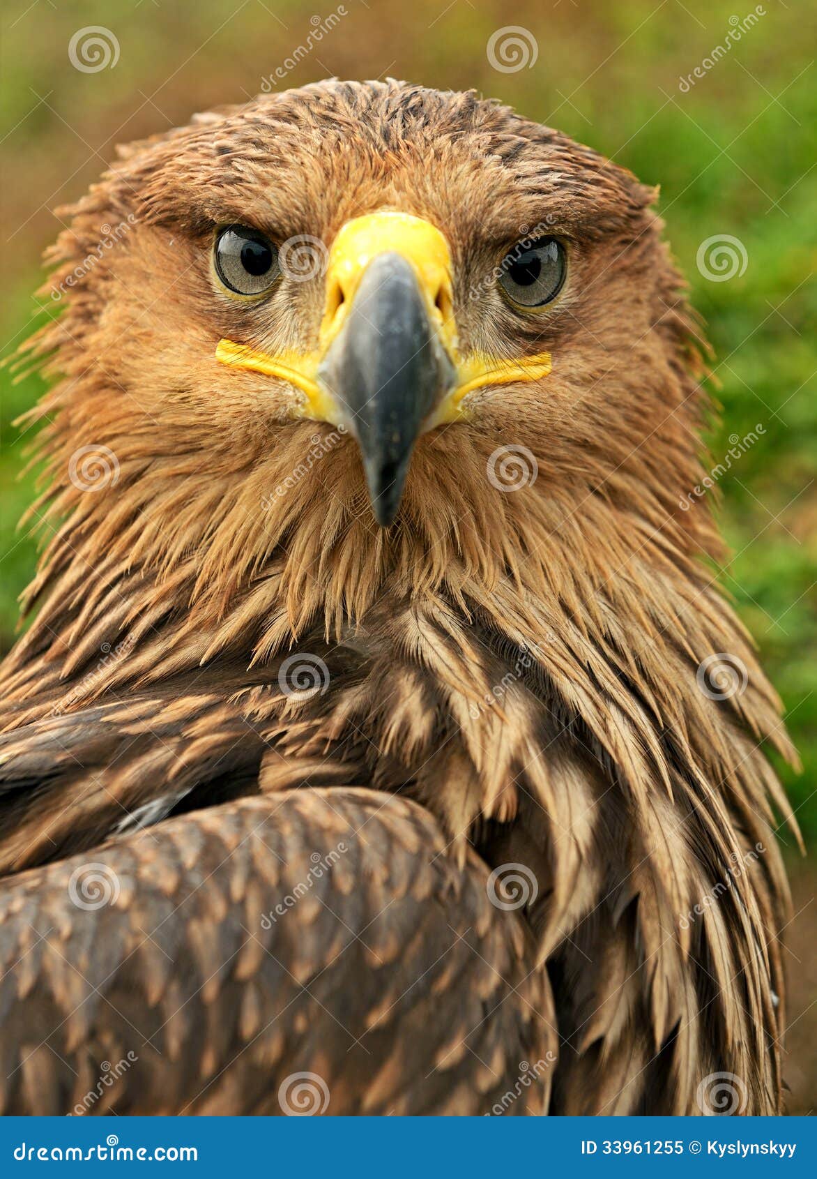 Steppe eagle stock image. Image of portrait, dangerous - 33961255