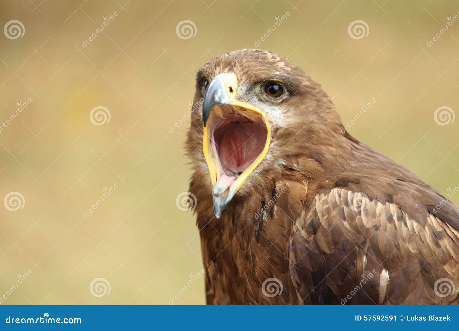 Steppe eagle stock image. Image of nipalensis, detail - 57592591