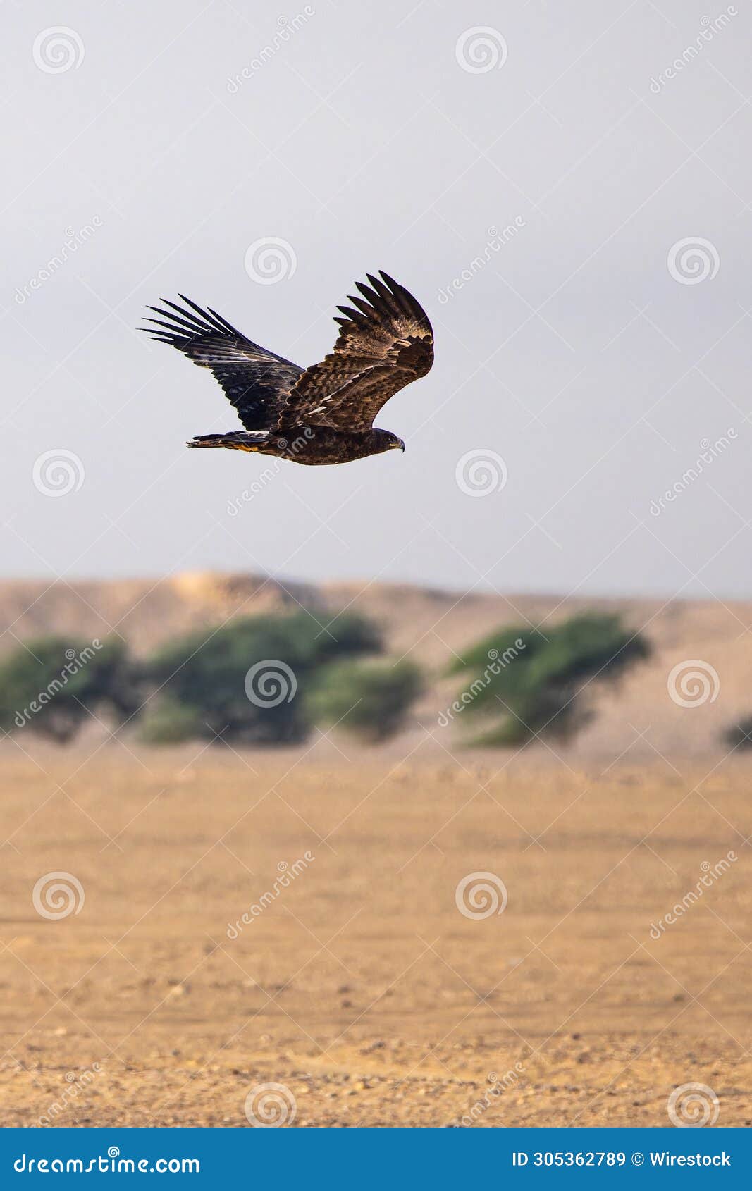 Steppe Eagle Soaring Above a Desert Landscape Stock Image - Image of ...