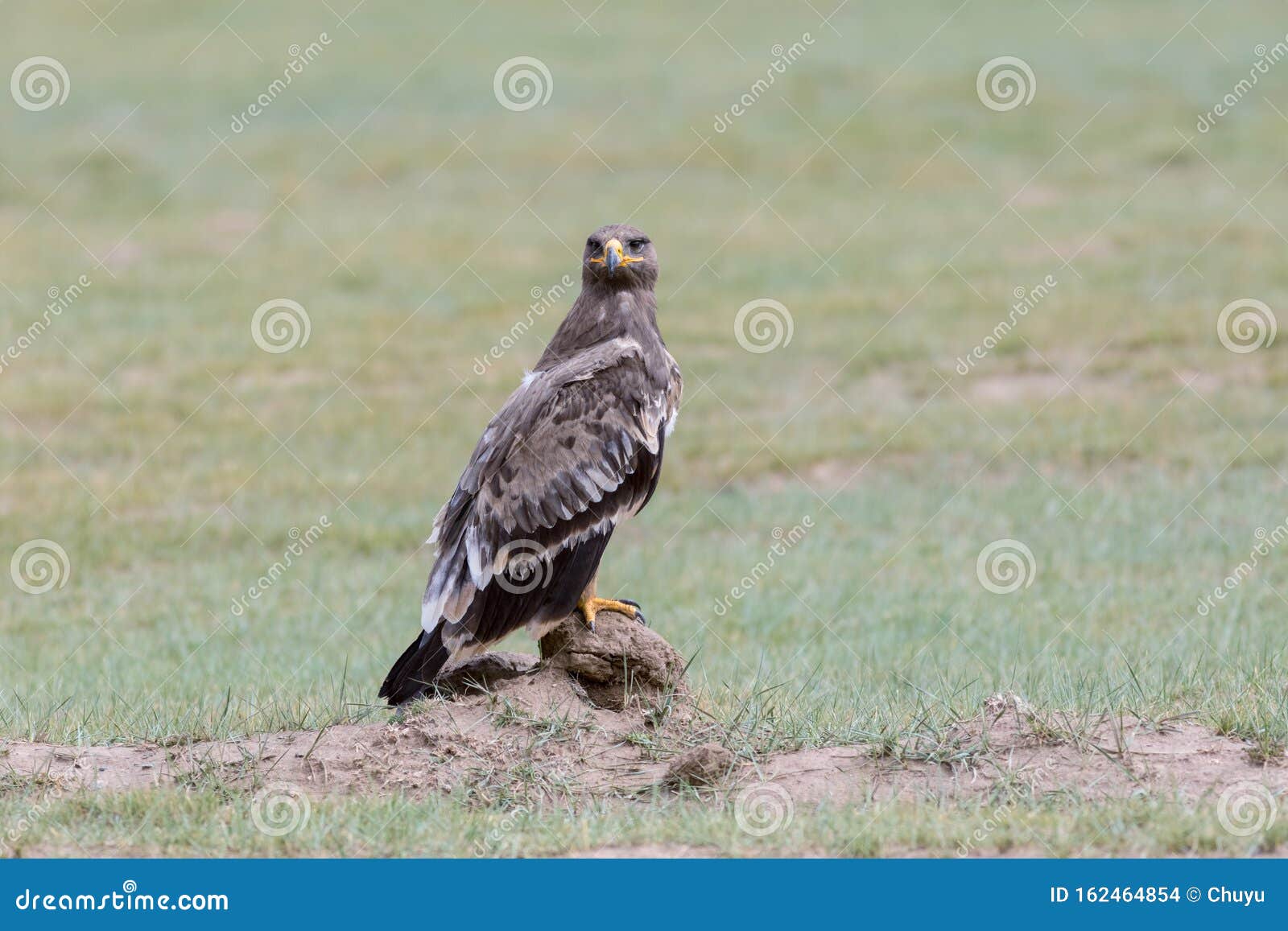 Steppe Eagle Stand on Wilderness Stock Photo - Image of predator, eagle ...