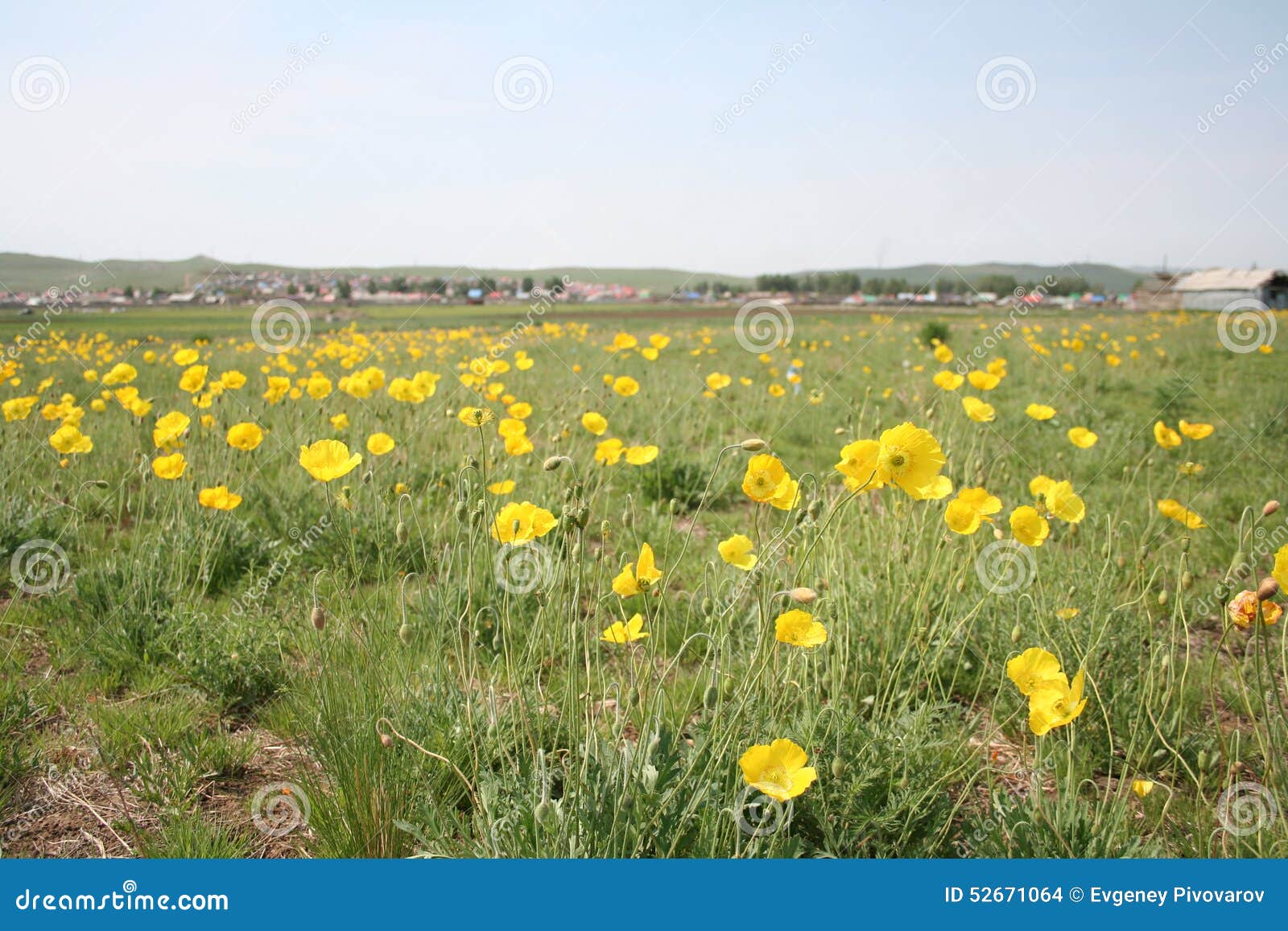 Steppe flowers stock photo. Image of steppe, mongolia - 52671064