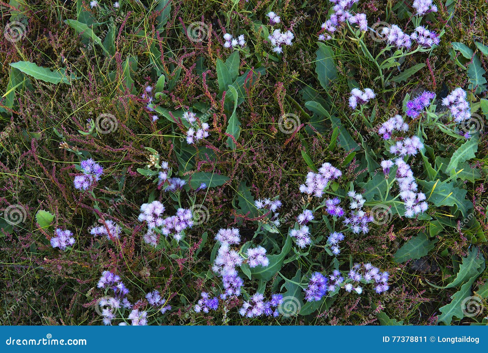 Steppe Full of Summer Flowers Stock Image - Image of garden, green ...