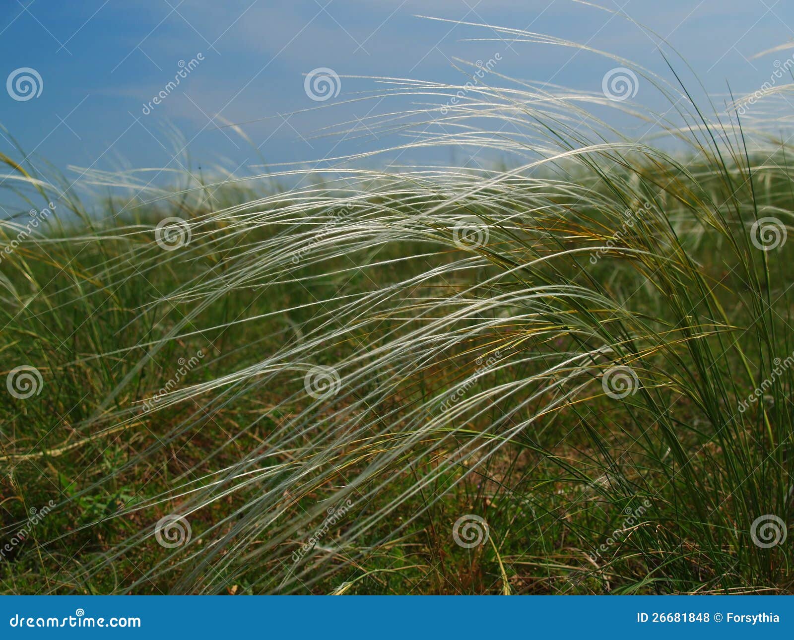 Steppe grass stock photo. Image of place, flora, flowering - 26681848