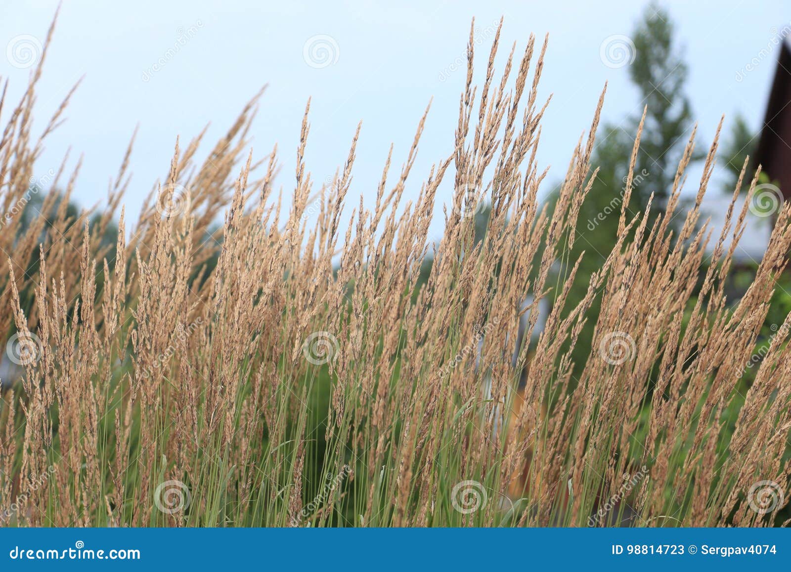 Steppe grass stock image. Image of harvest, outdoors - 98814723
