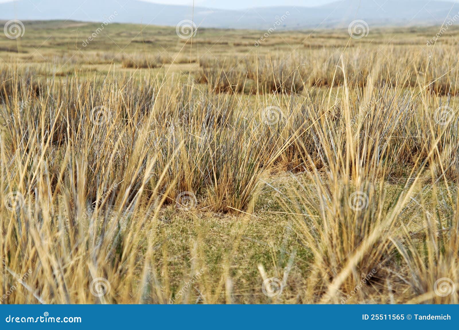 Steppe landscape stock image. Image of calm, color, countryside - 25511565
