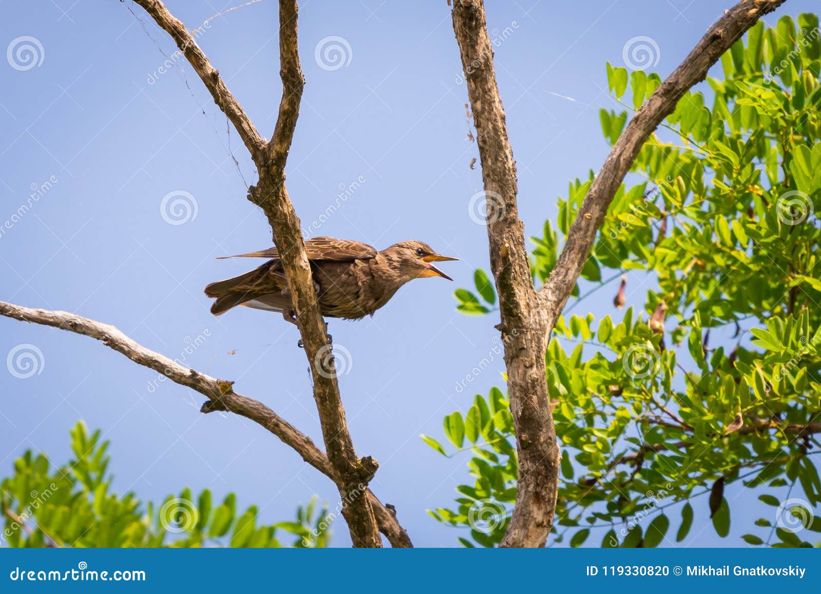 Steppe Lark or Melanocorypha Calandra on Branch of Tree Stock Photo ...