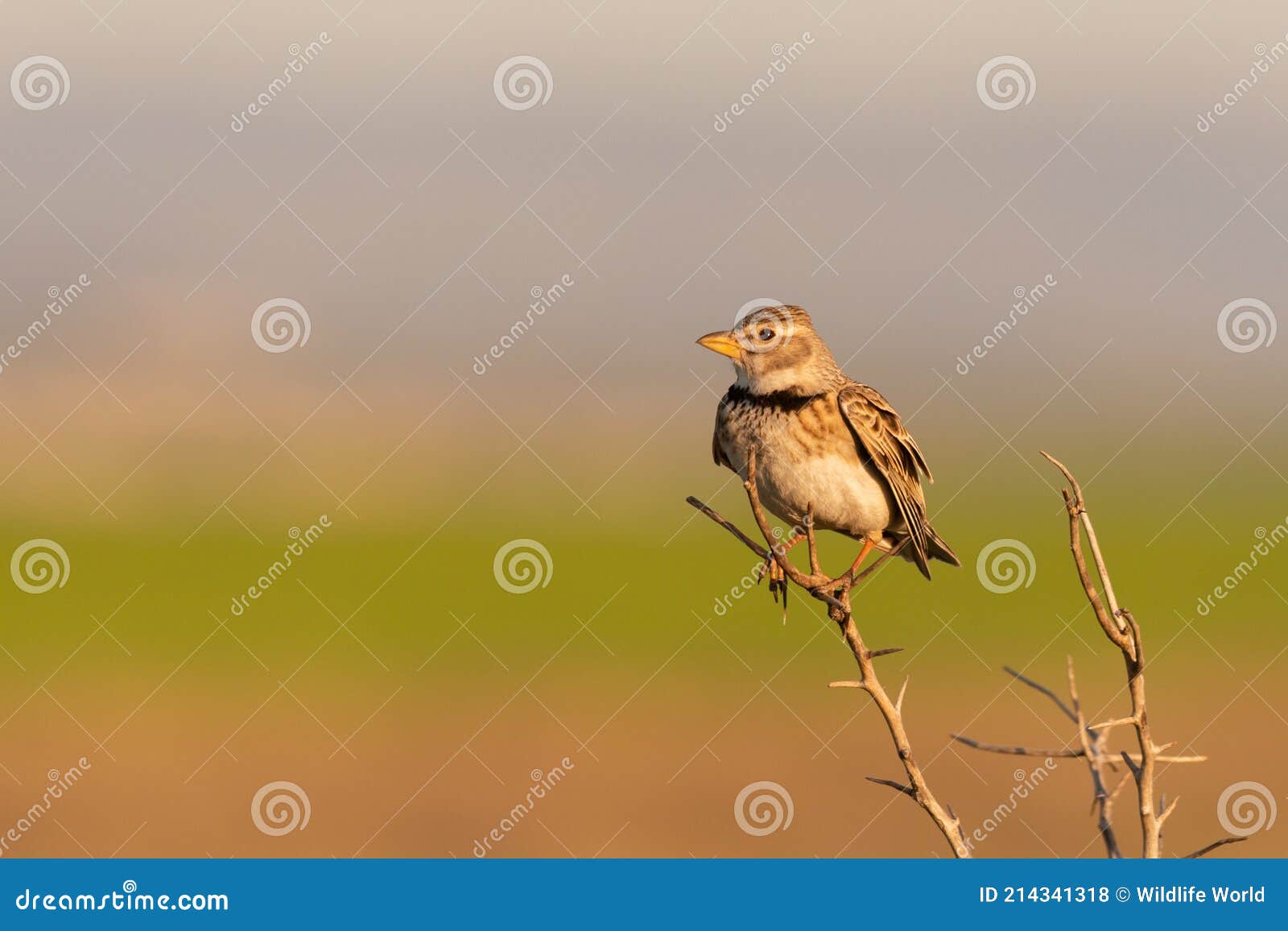 Steppe Lark or Melanocorypha Calandra on Branch of Tree Stock Photo ...