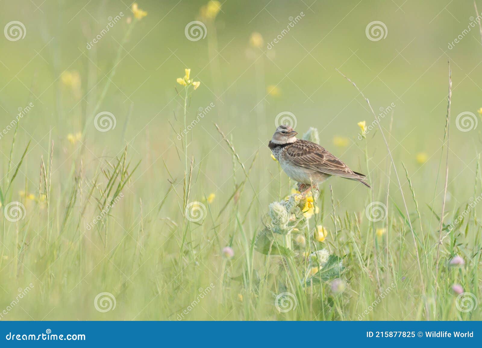 Steppe Lark or Melanocorypha Calandra on Branch of Tree Stock Image ...