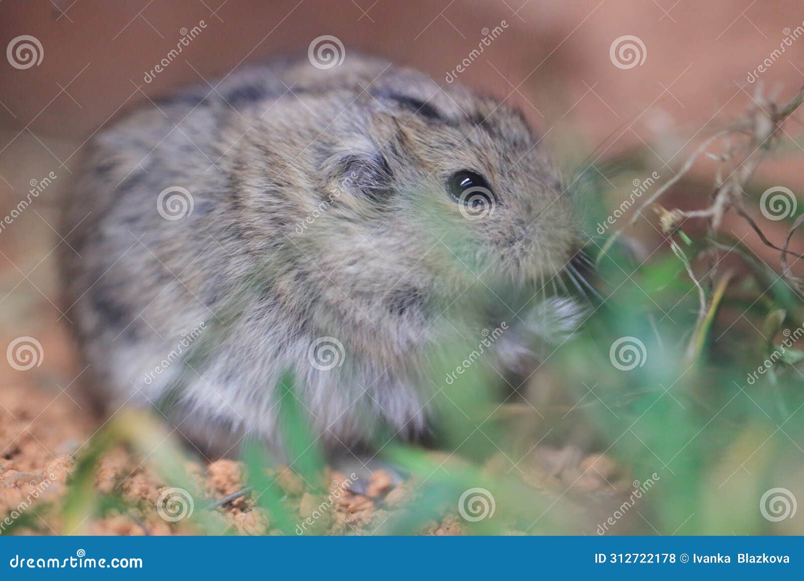 Steppe lemming stock photo. Image of adult, hair, steppe - 312722178