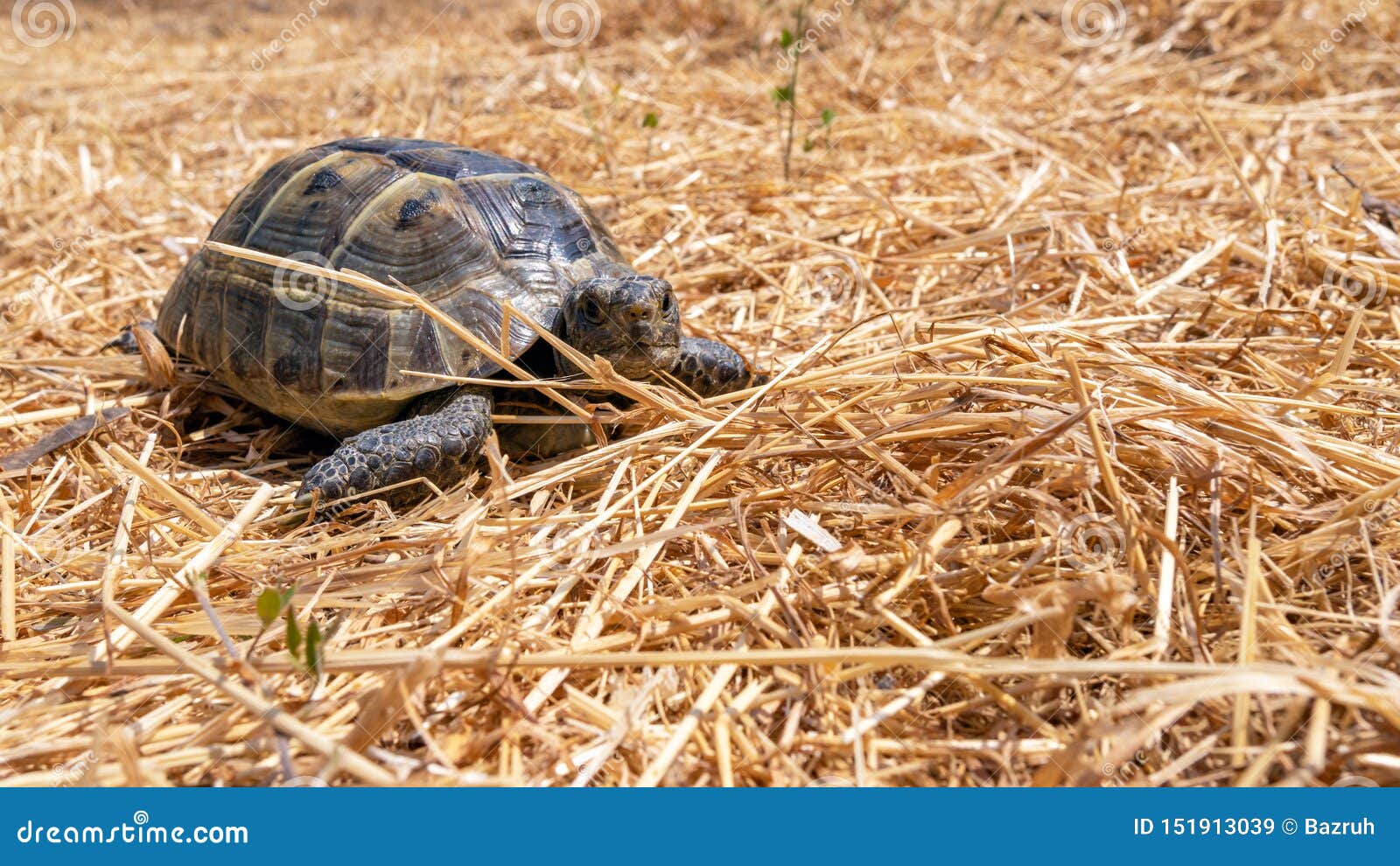 Steppe Mediterranean Turtle on Dry Grass Stock Image - Image of ...