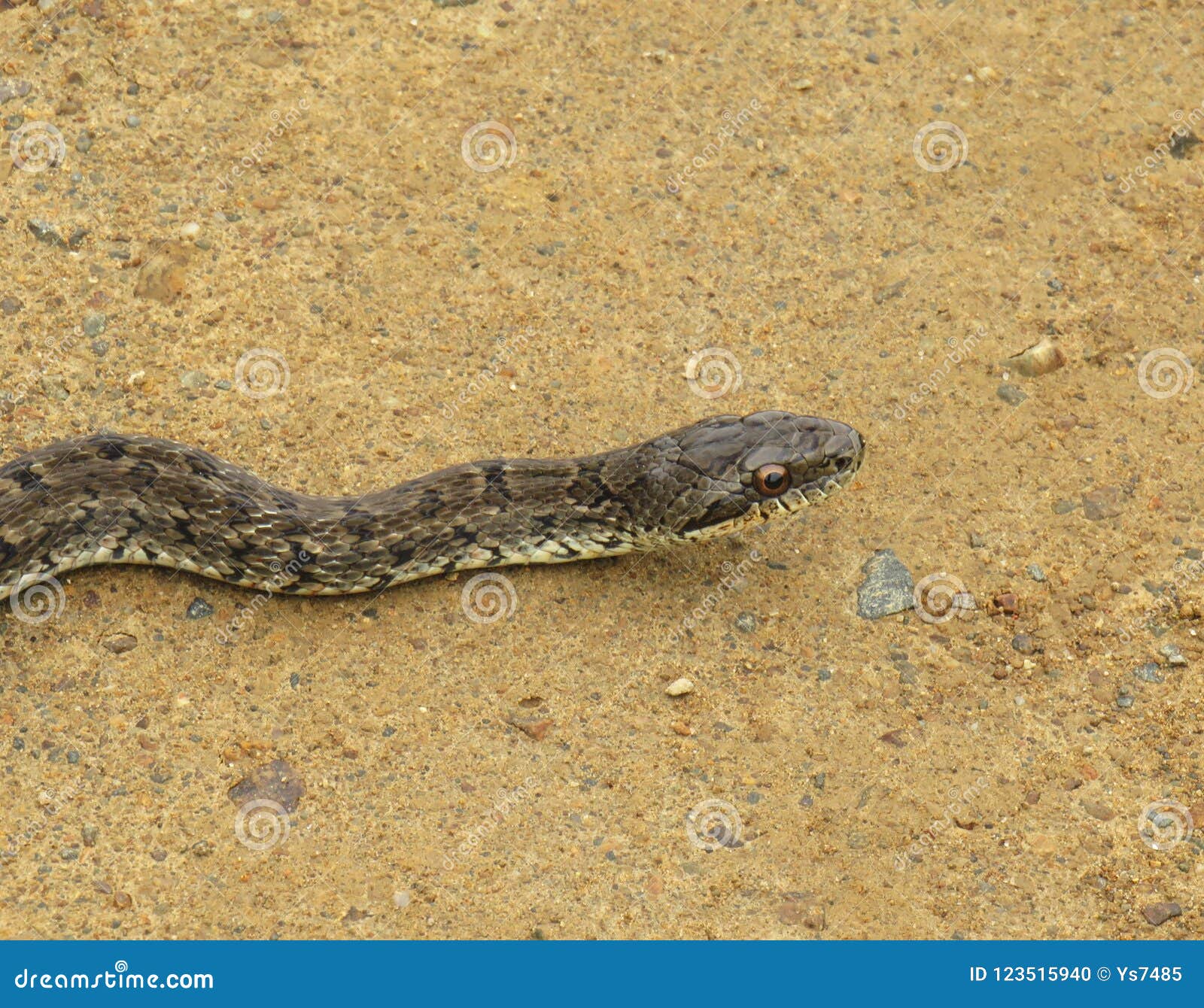 Steppe Ratsnake Elaphe Dione Dione Snake Closeup Stock Photo - Image of ...