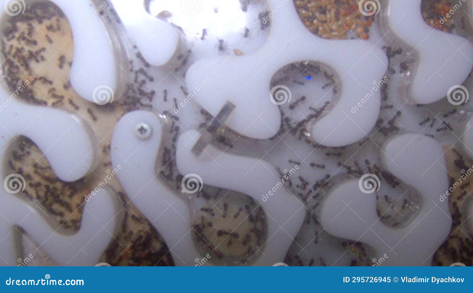 Steppe reaper ant stock video. Video of carnivorous - 295726945