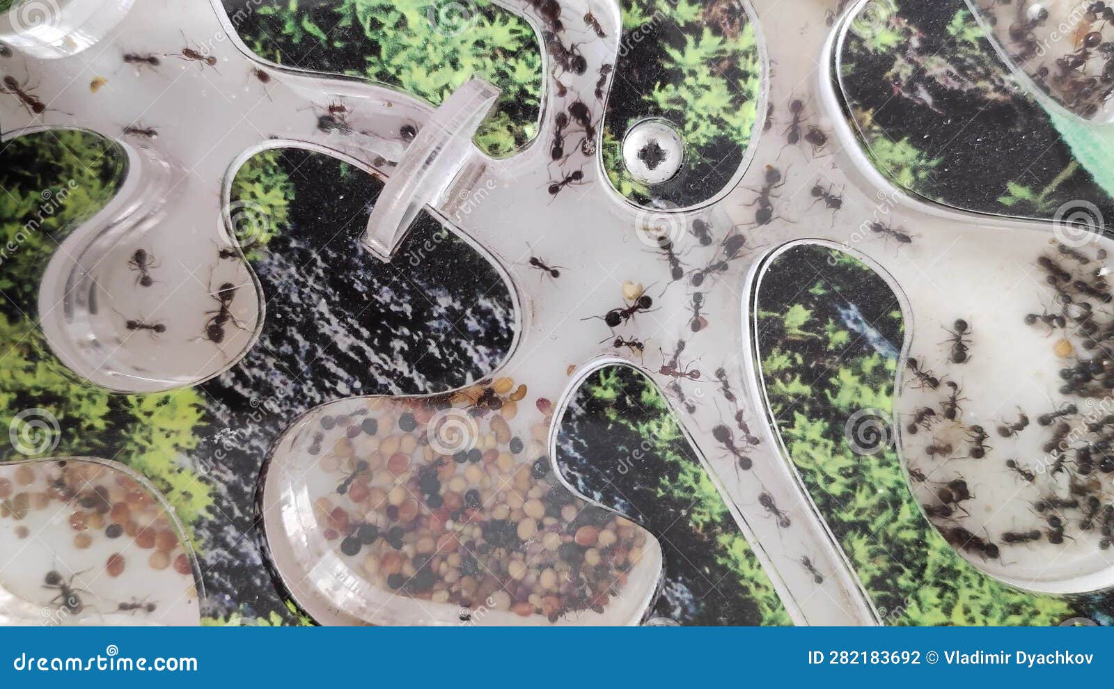 Ant reapers stock footage. Video of detail, feed, clean - 282183692