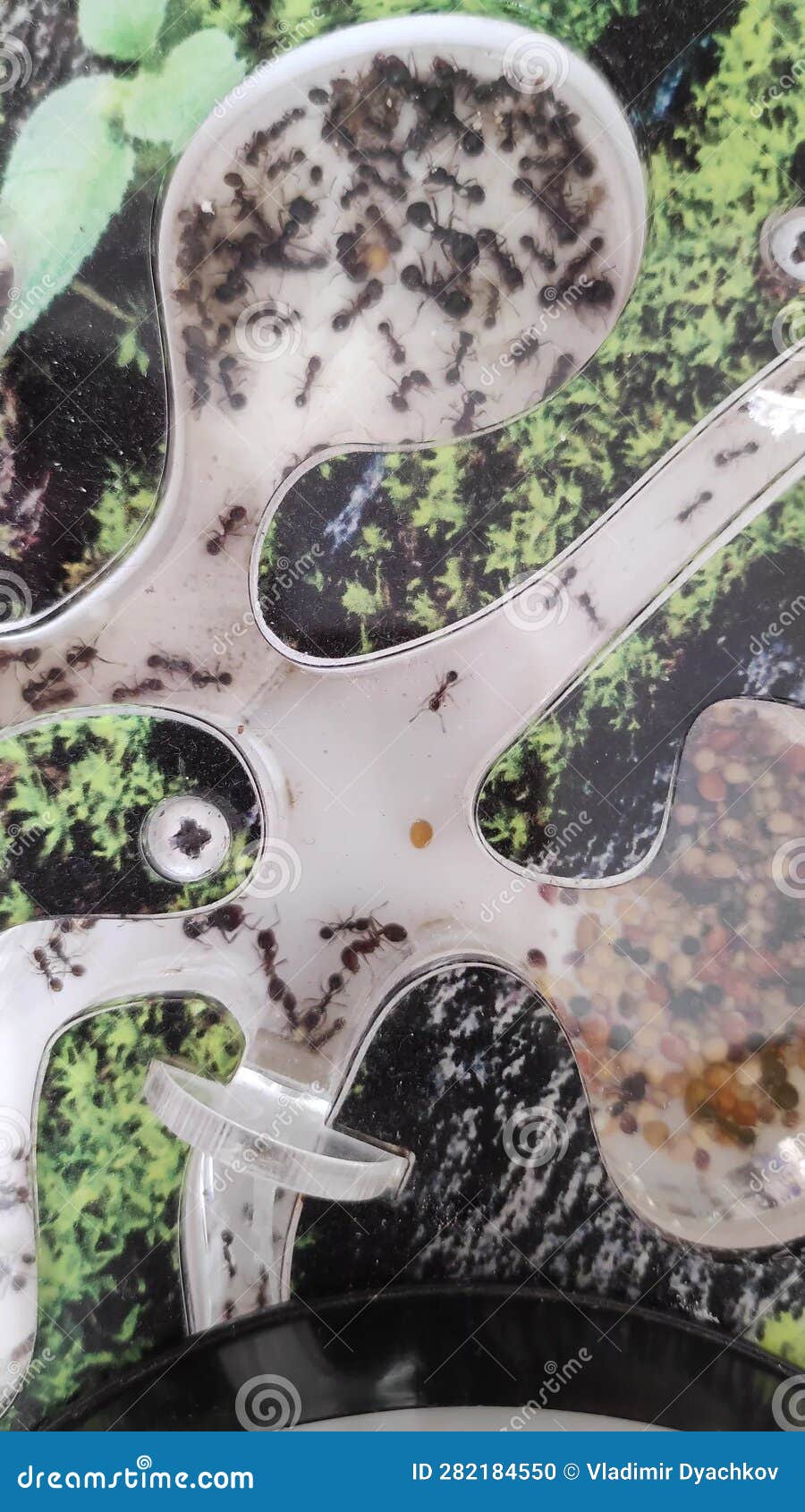 Ant reapers stock footage. Video of entomology, humidity - 282184550