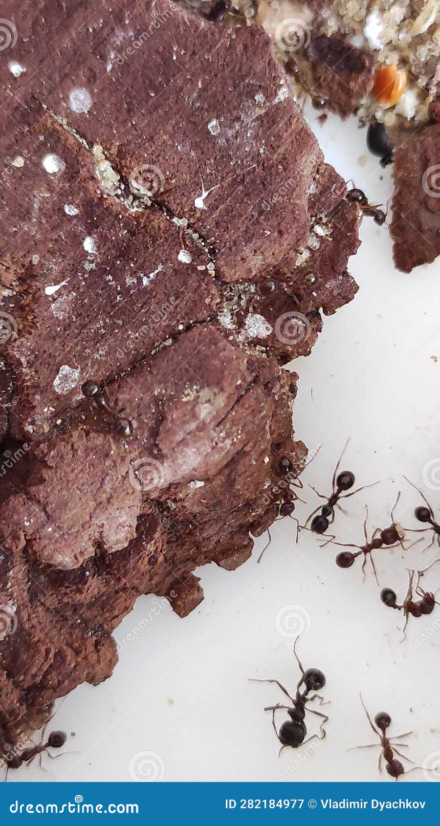 Ant reapers stock video. Video of ants, house, formicarium - 282184977