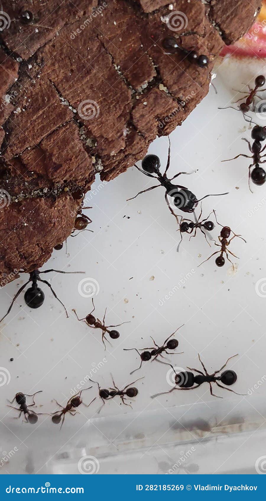 Ant reapers stock video. Video of detail, ants, exotic - 282185269