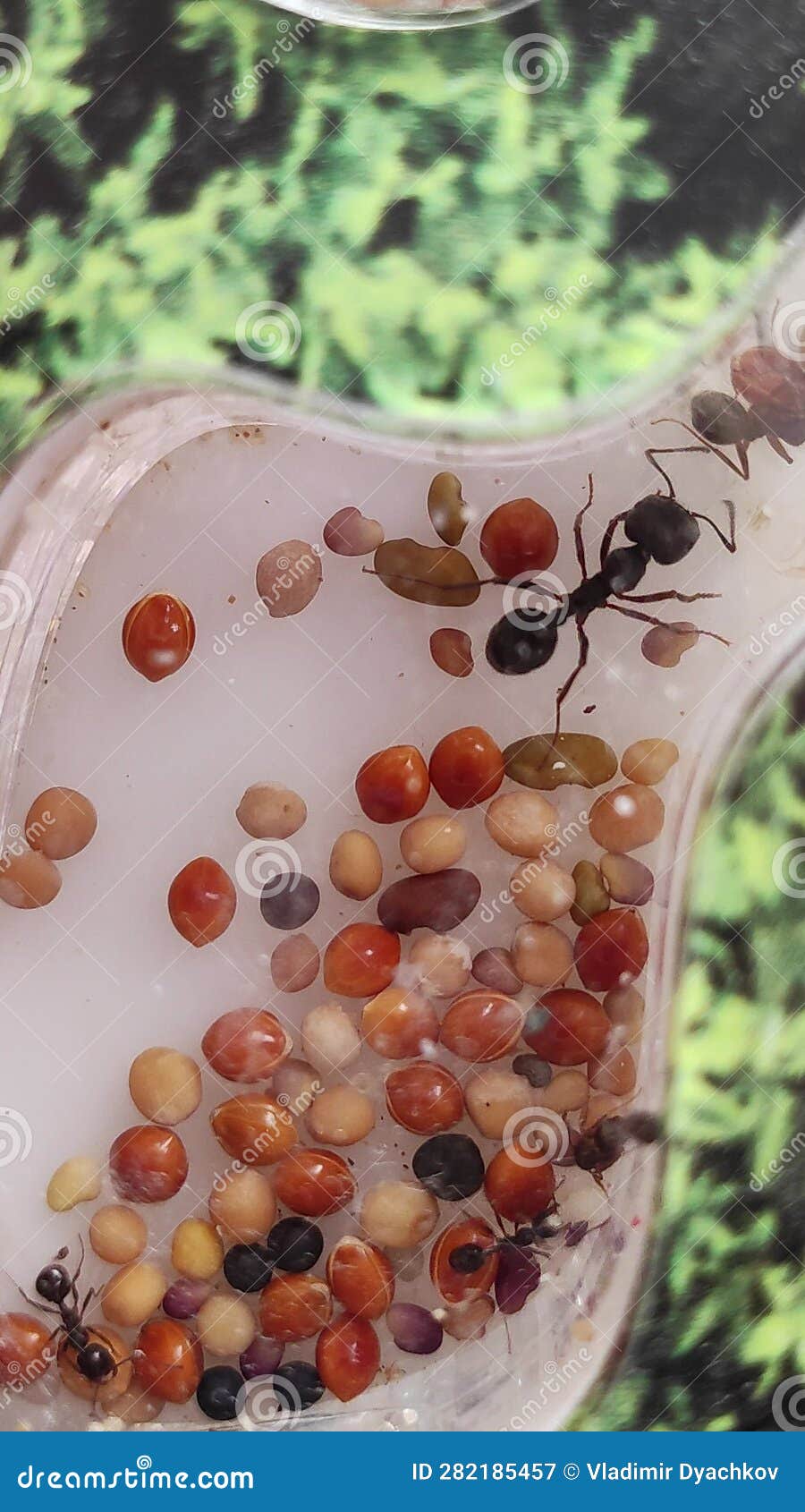 Ant reapers stock video. Video of detail, copy, insect - 282185457