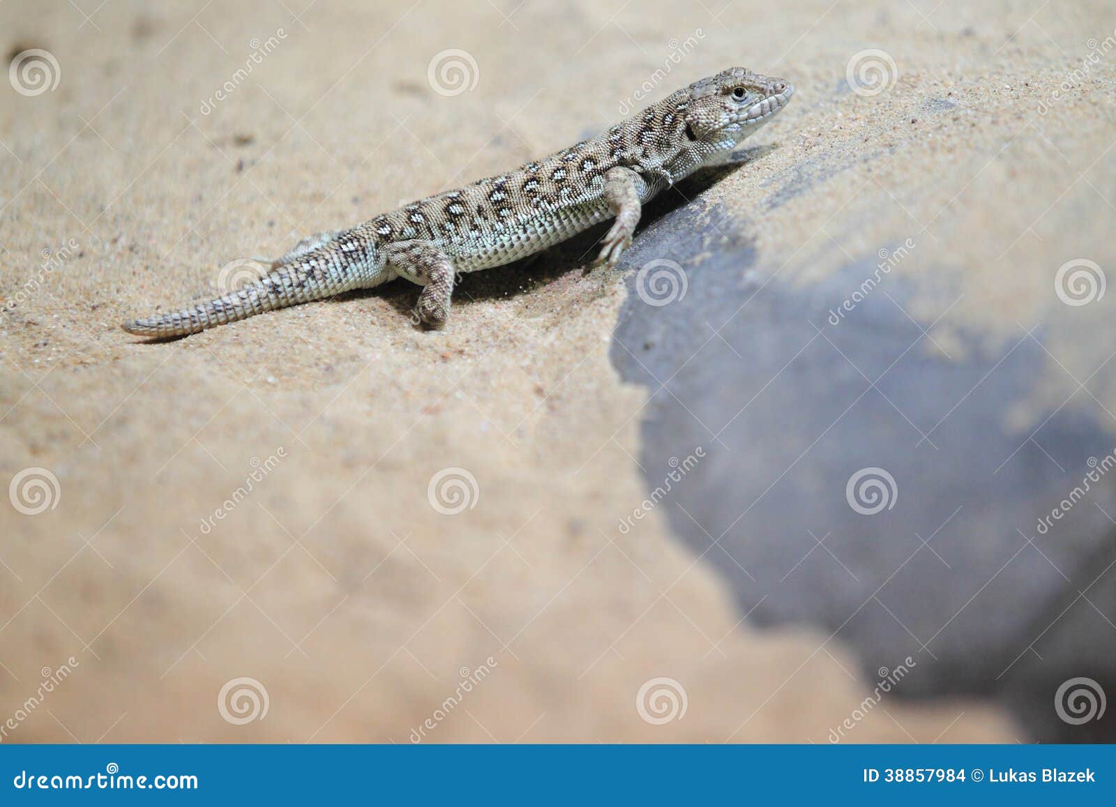 Substrate Steppe Runner