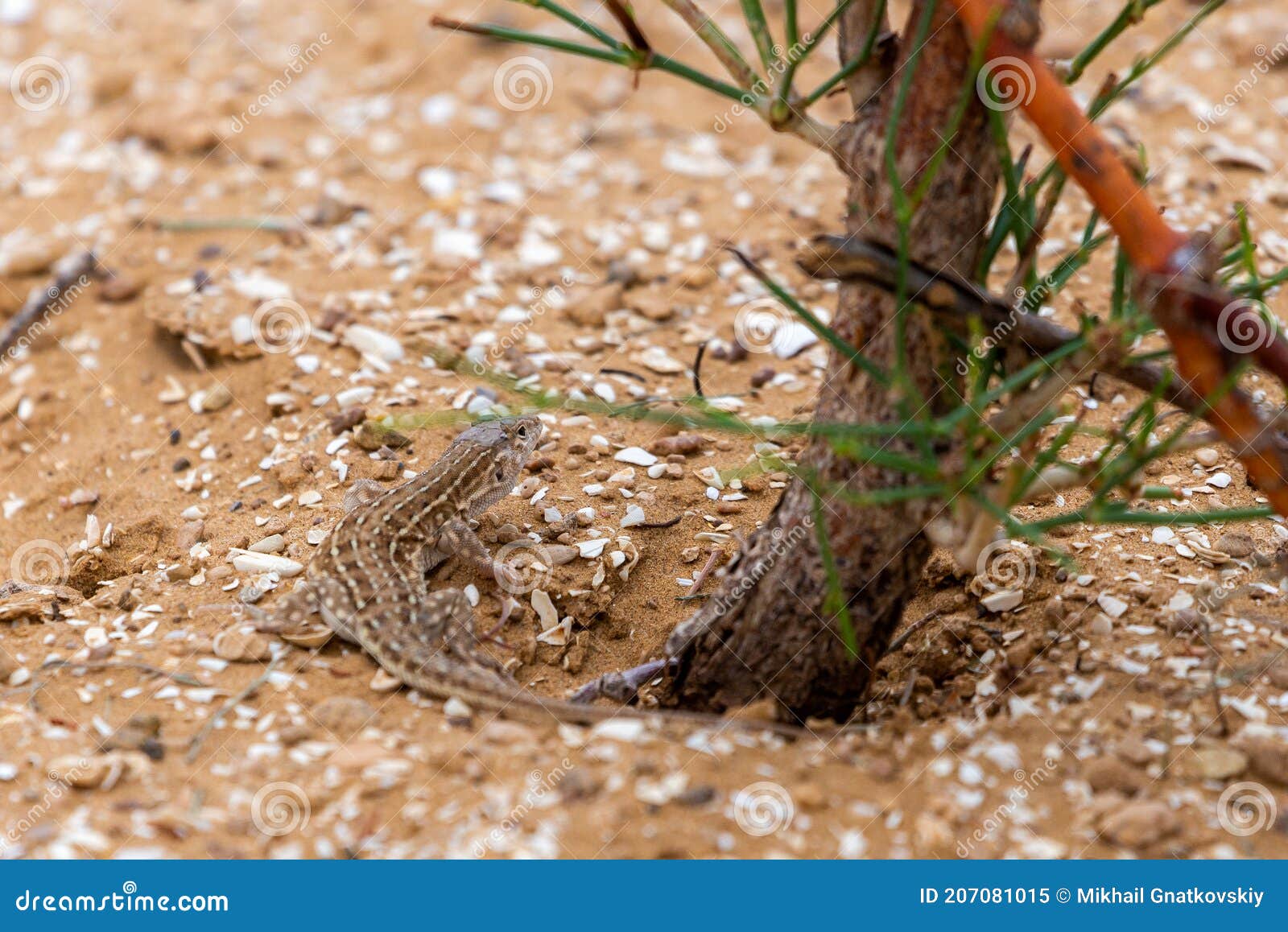 Steppe Runner Lizard or Eremias Arguta on Sand Stock Image - Image of ...