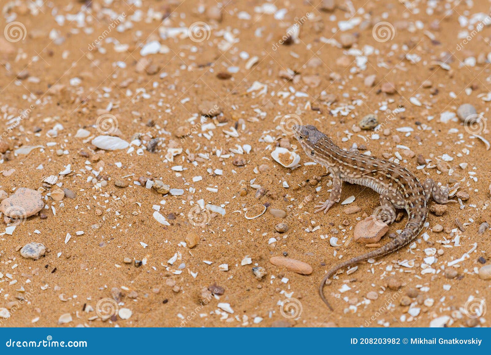 Steppe Runner Lizard or Eremias Arguta on Sand Stock Photo - Image of ...