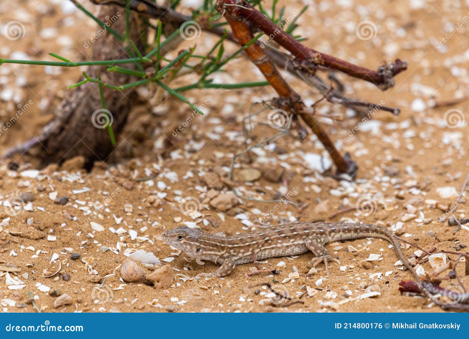 Steppe Runner Lizard or Eremias Arguta on Sand Stock Photo - Image of ...