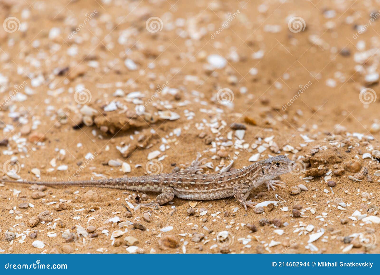 Steppe Runner Lizard or Eremias Arguta on Sand Stock Photo - Image of ...