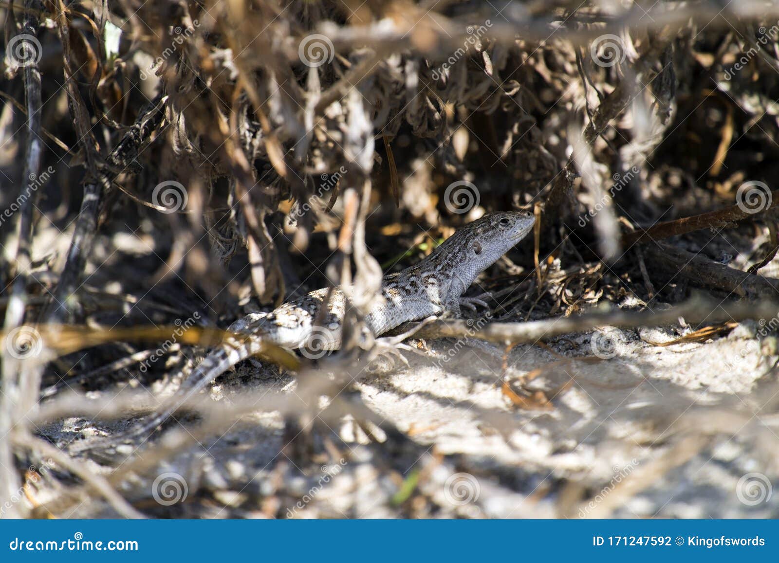 Steppe-runner Lizard. Image of Habitat. Eremias Arguta Stock Photo ...
