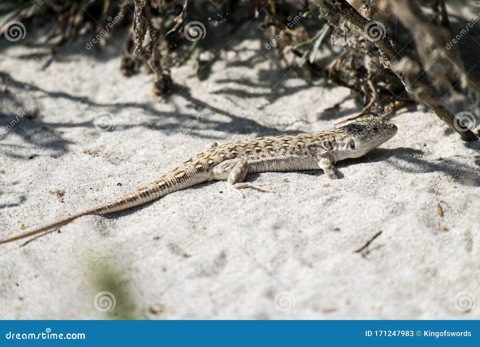 Steppe-runner Lizard. Image of Habitat Stock Image - Image of animal ...