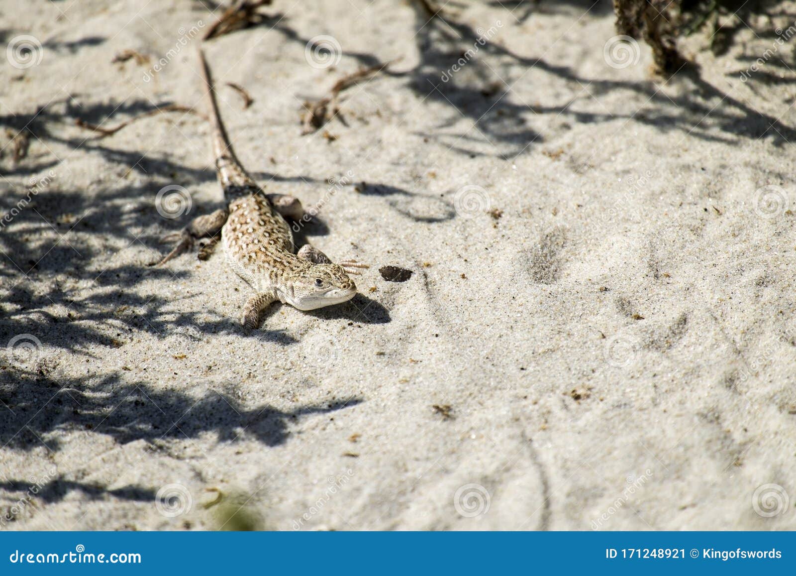 Steppe-runner Lizard. Image of Habitat. Eremias Arguta Stock Image ...