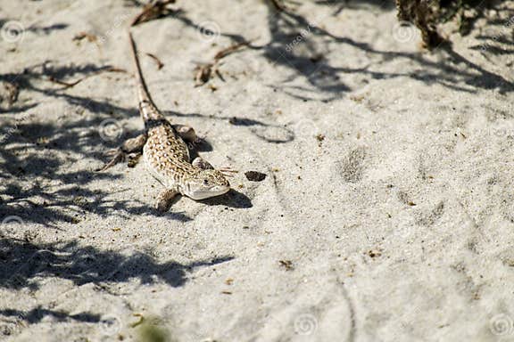 Steppe-runner Lizard. Image of Habitat. Eremias Arguta Stock Image ...