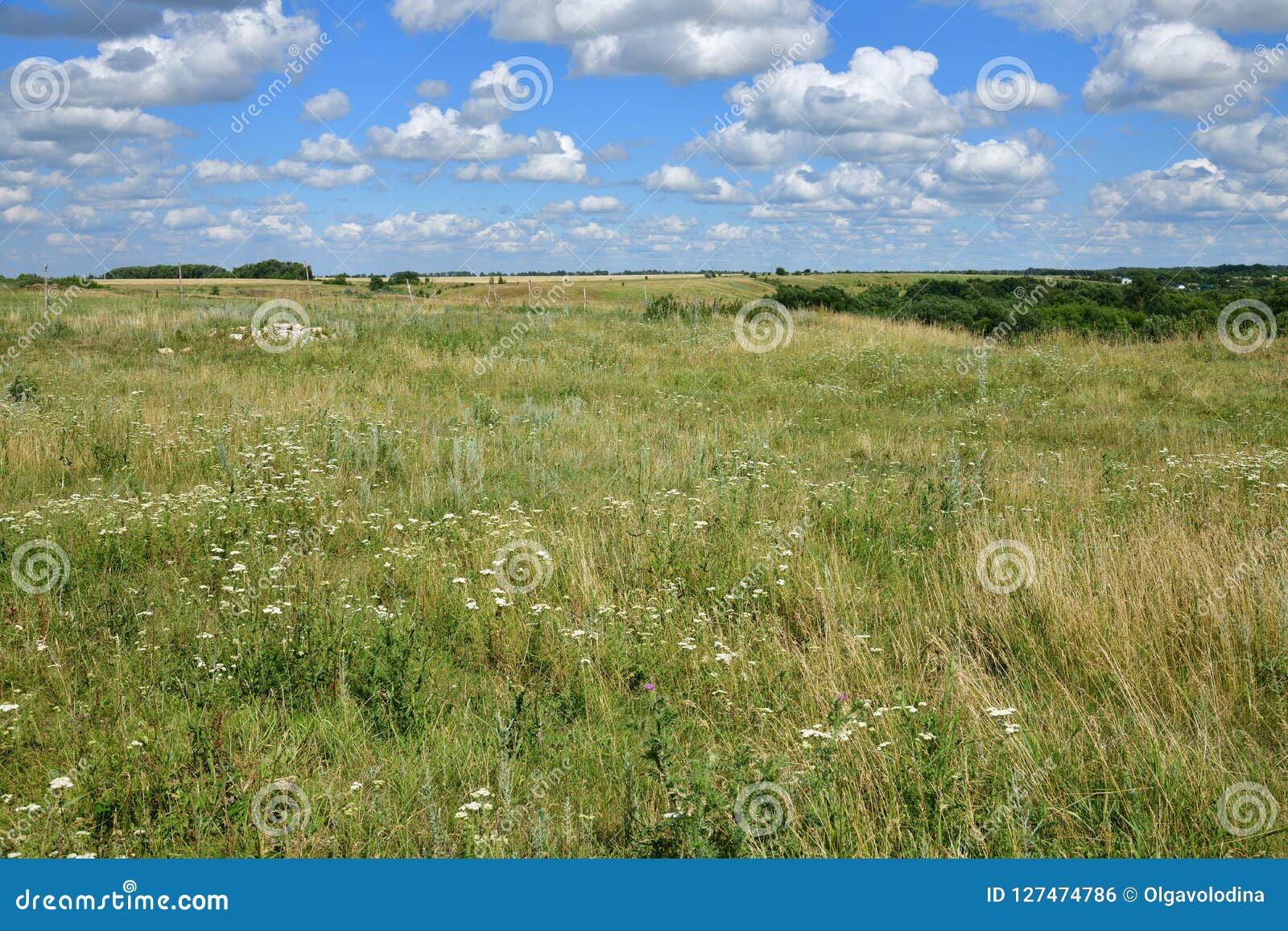 Steppe Rural Landscape in Russia in July Stock Photo - Image of ...