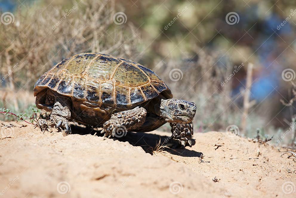 Steppe tortoise stock image. Image of arid, wildlife - 14652957