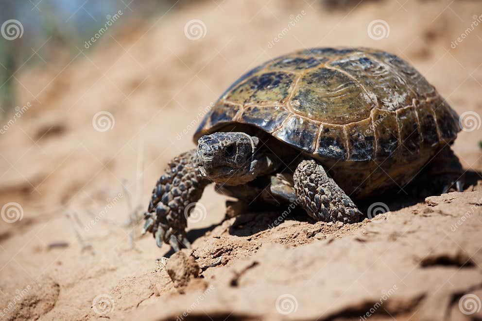 Steppe tortoise stock photo. Image of tortoise, desert - 14653048
