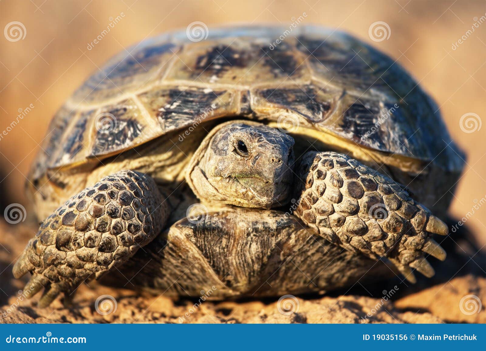 Steppe tortoise stock photo. Image of slow, turtle, herbivorous - 19035156