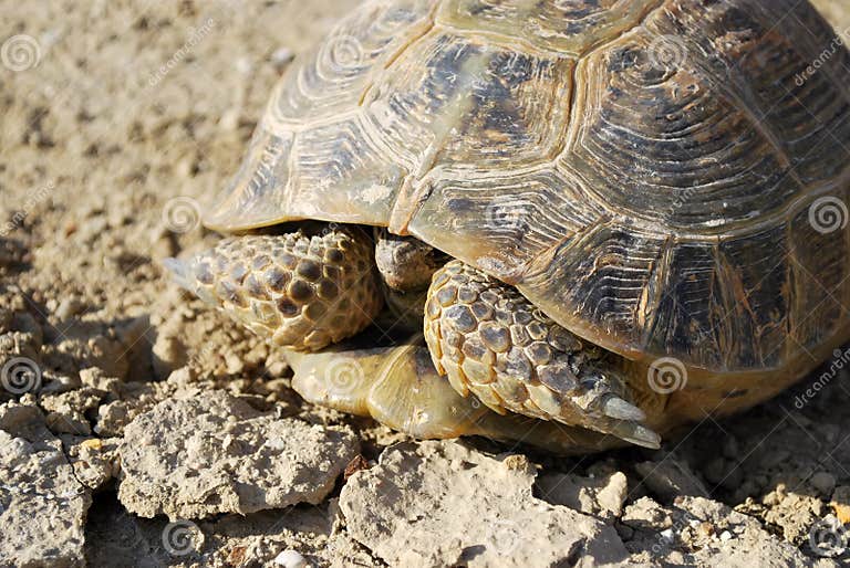 Steppe Tortoise Hiding in the Shell Stock Image - Image of desert ...