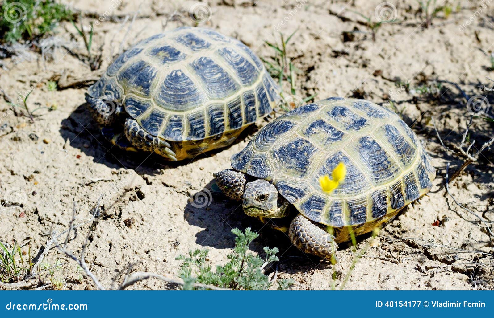 Steppe tortoise stock image. Image of stones, turtle - 48154177