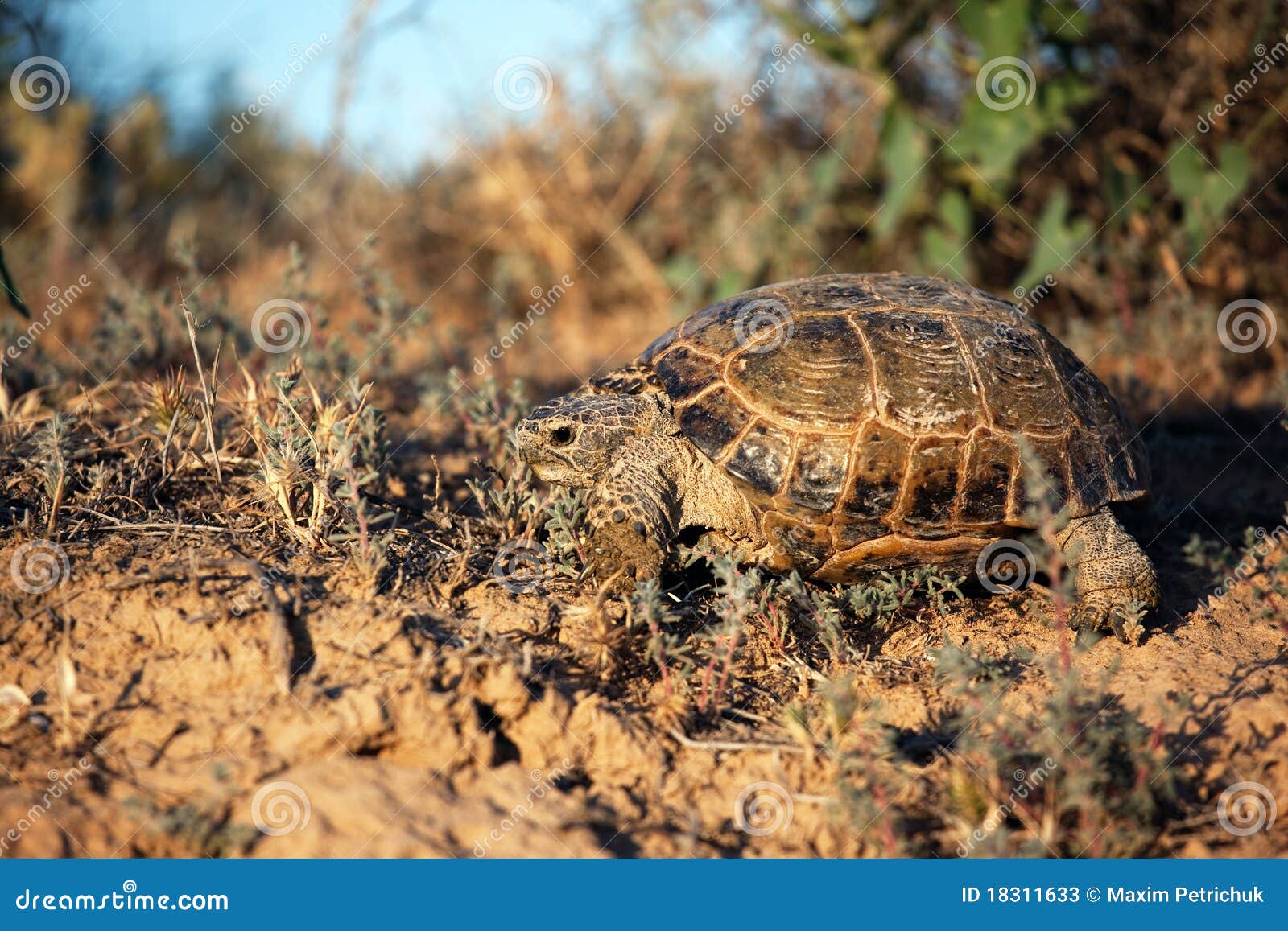 Steppe Tortoise in Their Natural Habitat Stock Image - Image of desert ...