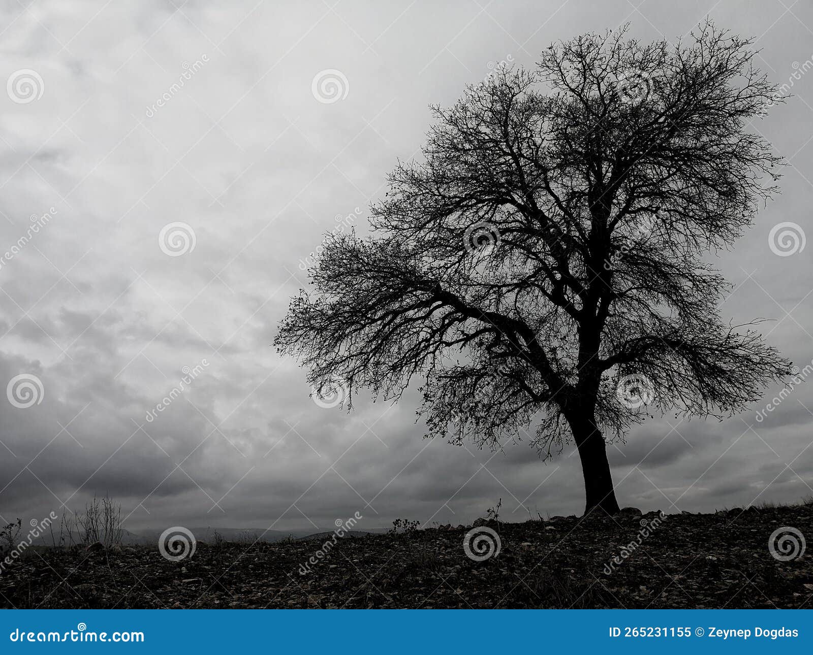 Steppe Tree Alone Lonely Blackandwhite Stock Image - Image of lonely ...